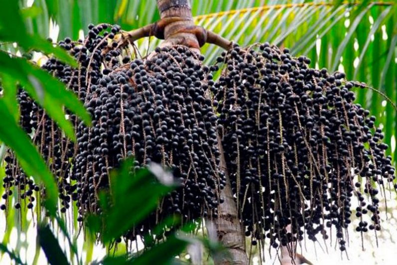 Preço do açaí sobe em dezembro e Belém fecha 2025 com alta acumulada de ...